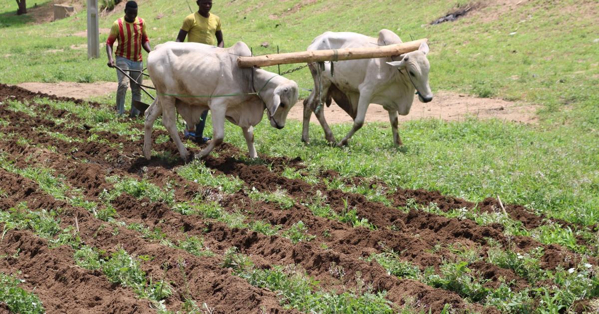 Helping rural farmers embrace better farming practices | Mercy Corps