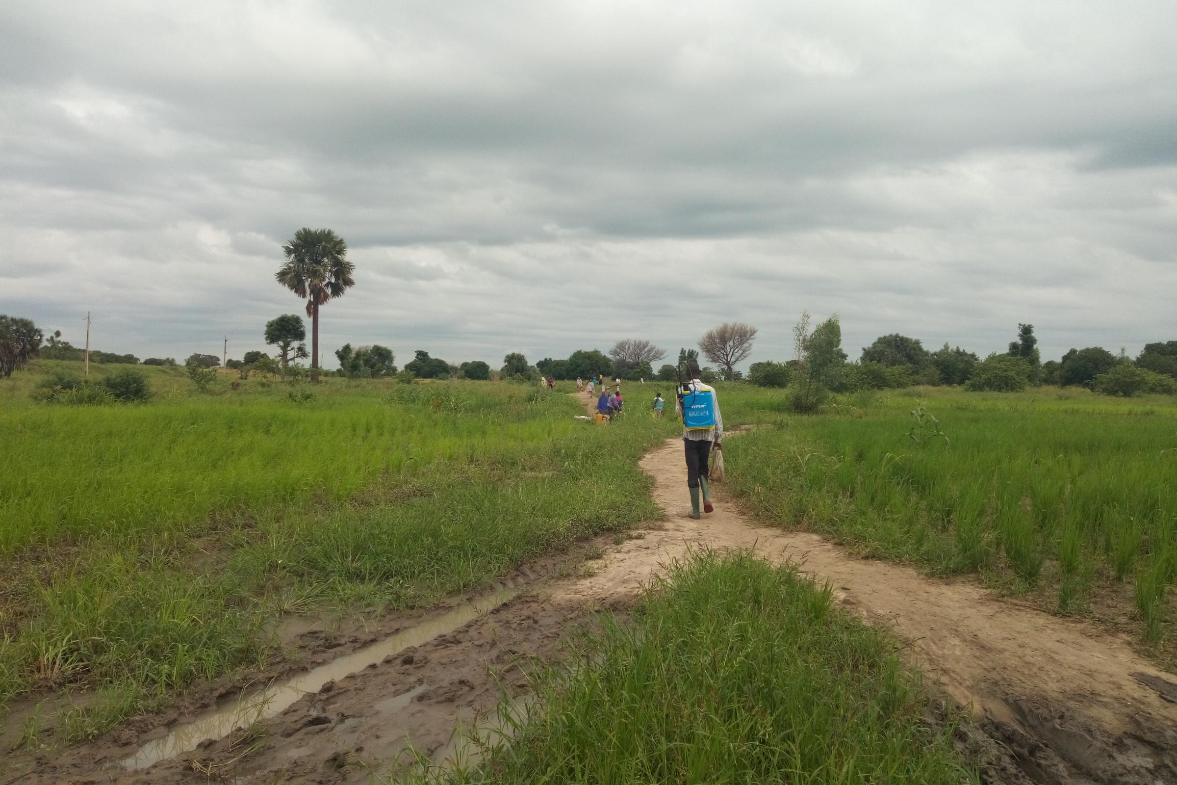 Climate change: Rural communities in Borno face worsening food ...